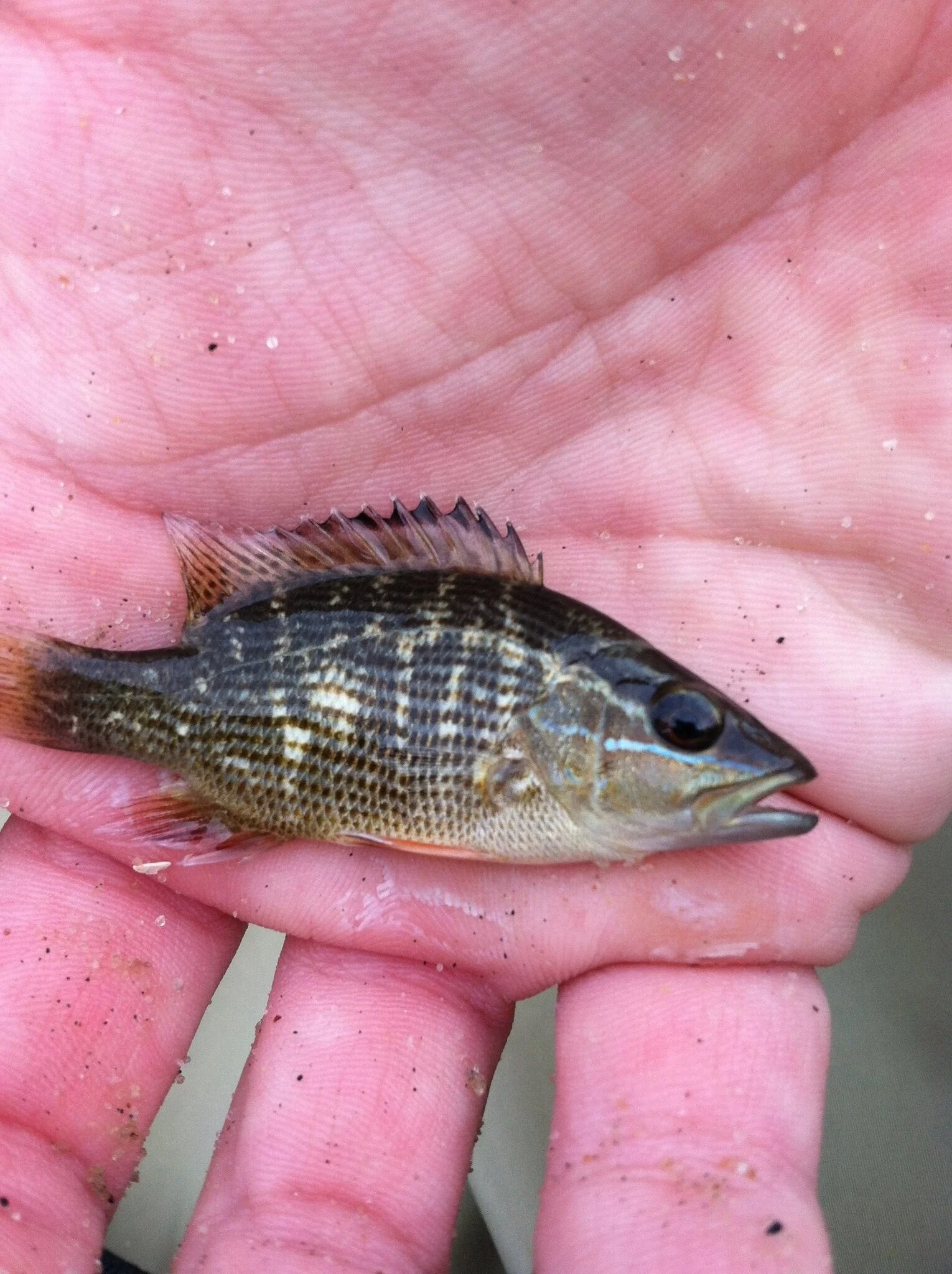 Species Identification — GSOproject.org