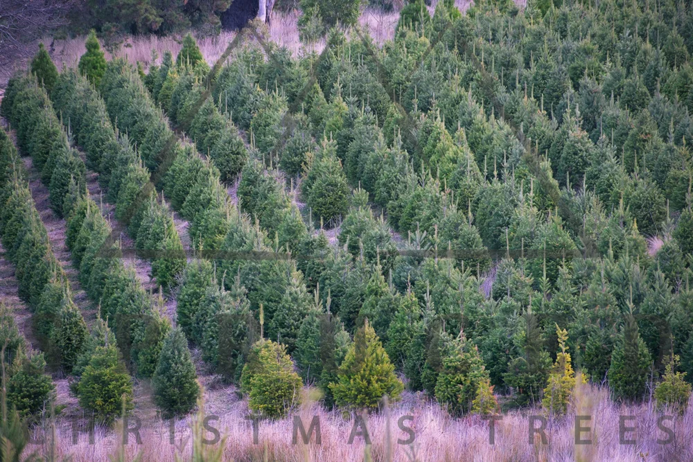 Spruced News — Spruced Christmas Trees