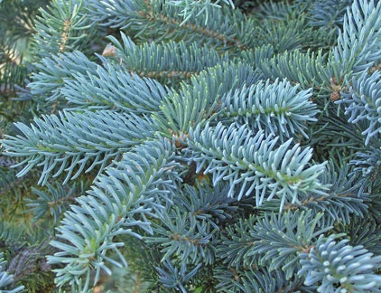 Spruced Christmas Trees