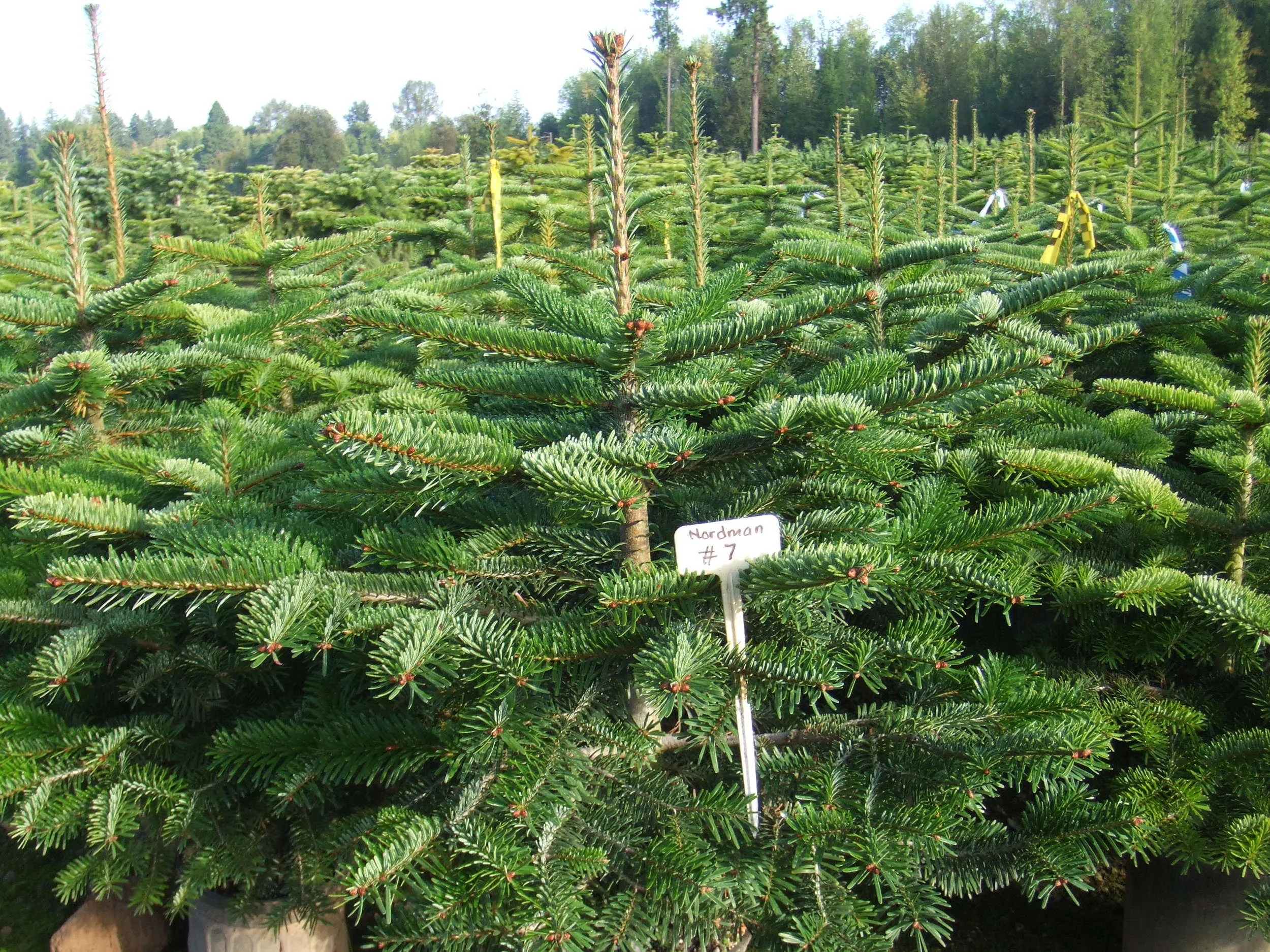 Spruced Christmas Trees