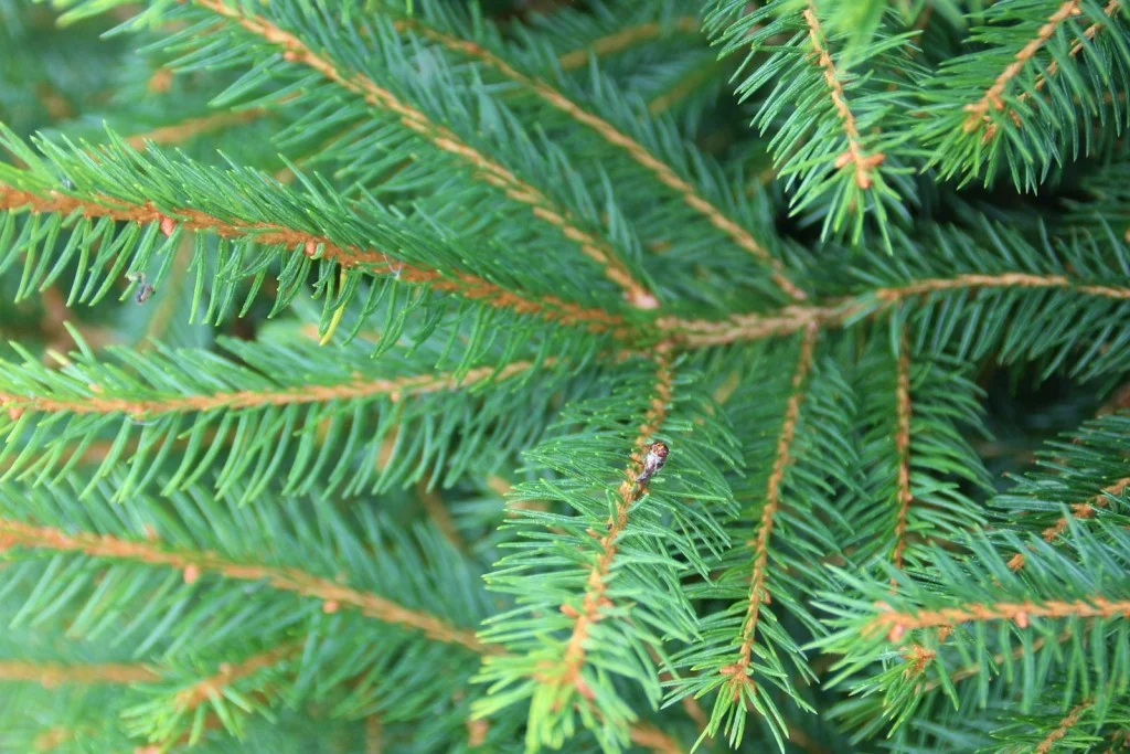 Spruced Christmas Trees