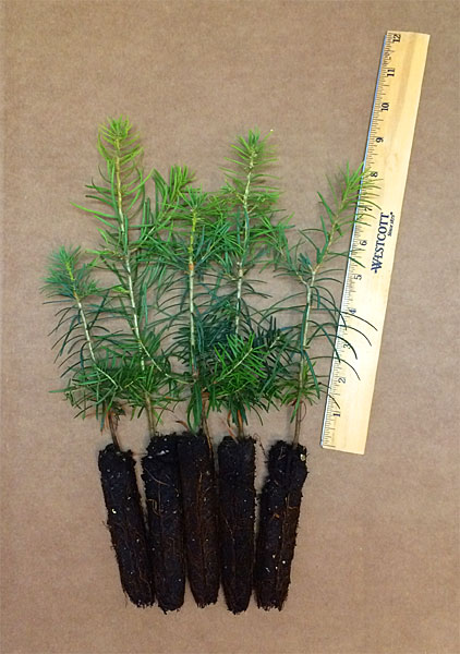 Douglas fir seedlings - Box of 80 — Spruced Christmas Trees