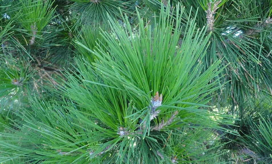 Spruced Christmas Trees