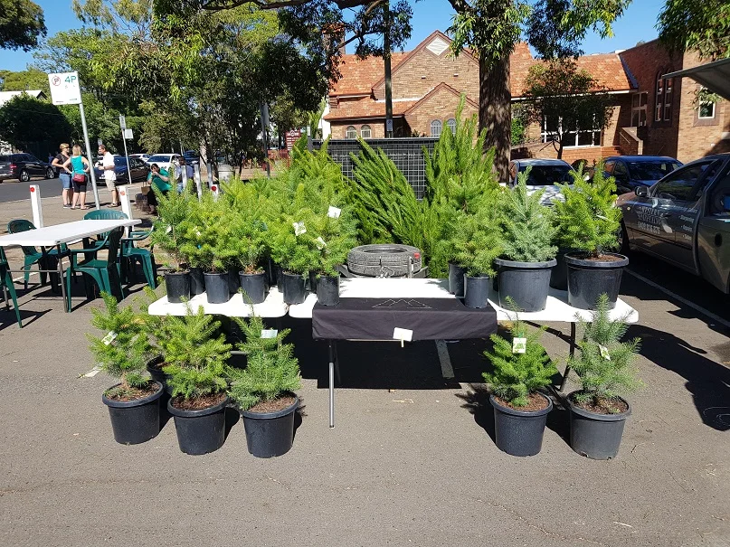 Just follow the scent - Christmas Tree Stall in Sydney — Spruced ...