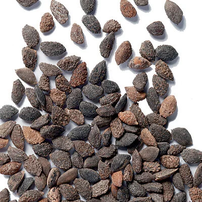 Radiata Pine Christmas Tree Seeds - 2020 Harvest — Spruced Christmas Trees