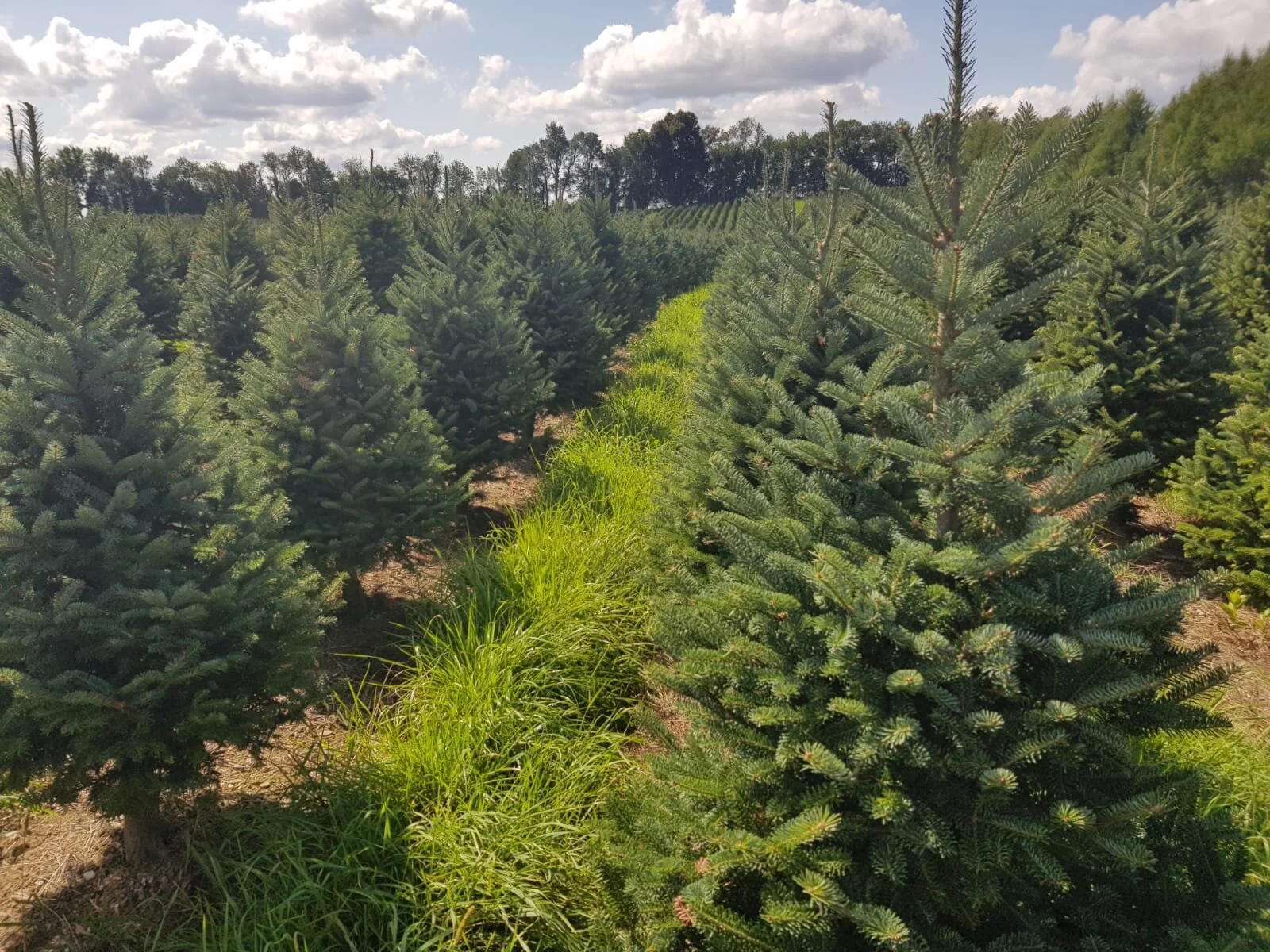 Spruced Shop — Spruced Christmas Trees