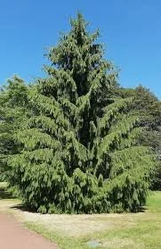 Himalayan Spruce (Picea smithiana) - Potted trees — Spruced Christmas Trees