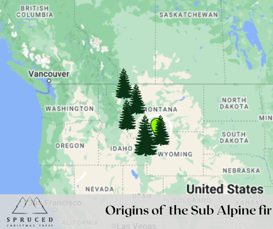 Subalpine Fir (Corkbark Fir) — Spruced Christmas Trees