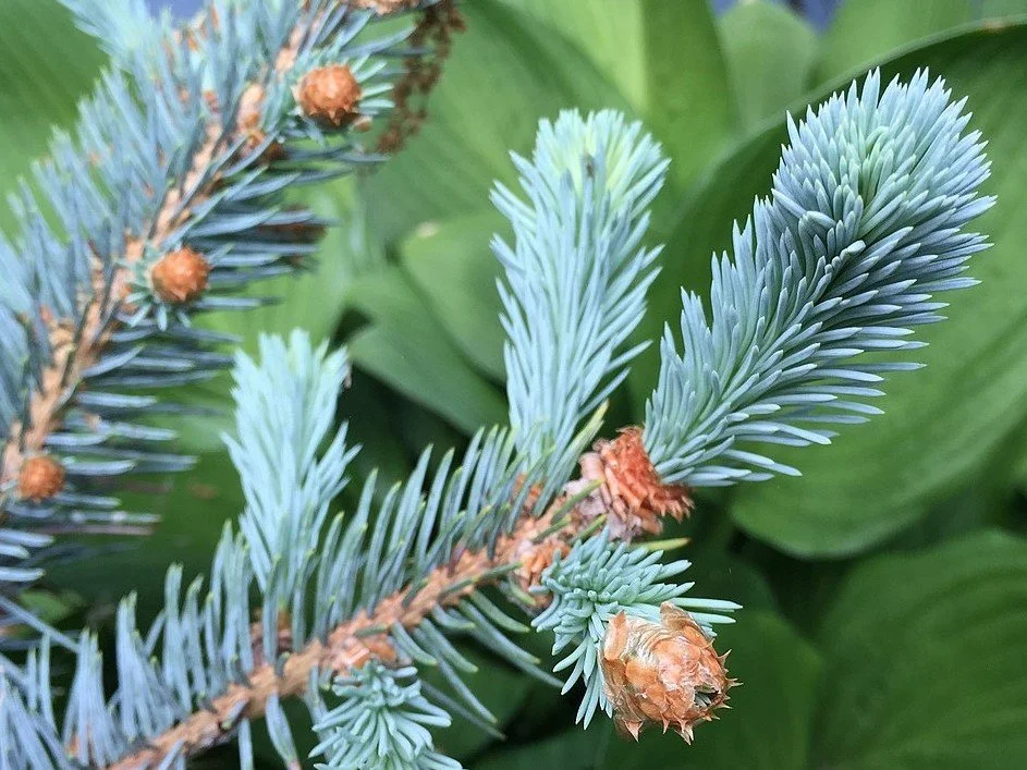 Blue Spruce — Spruced Christmas Trees