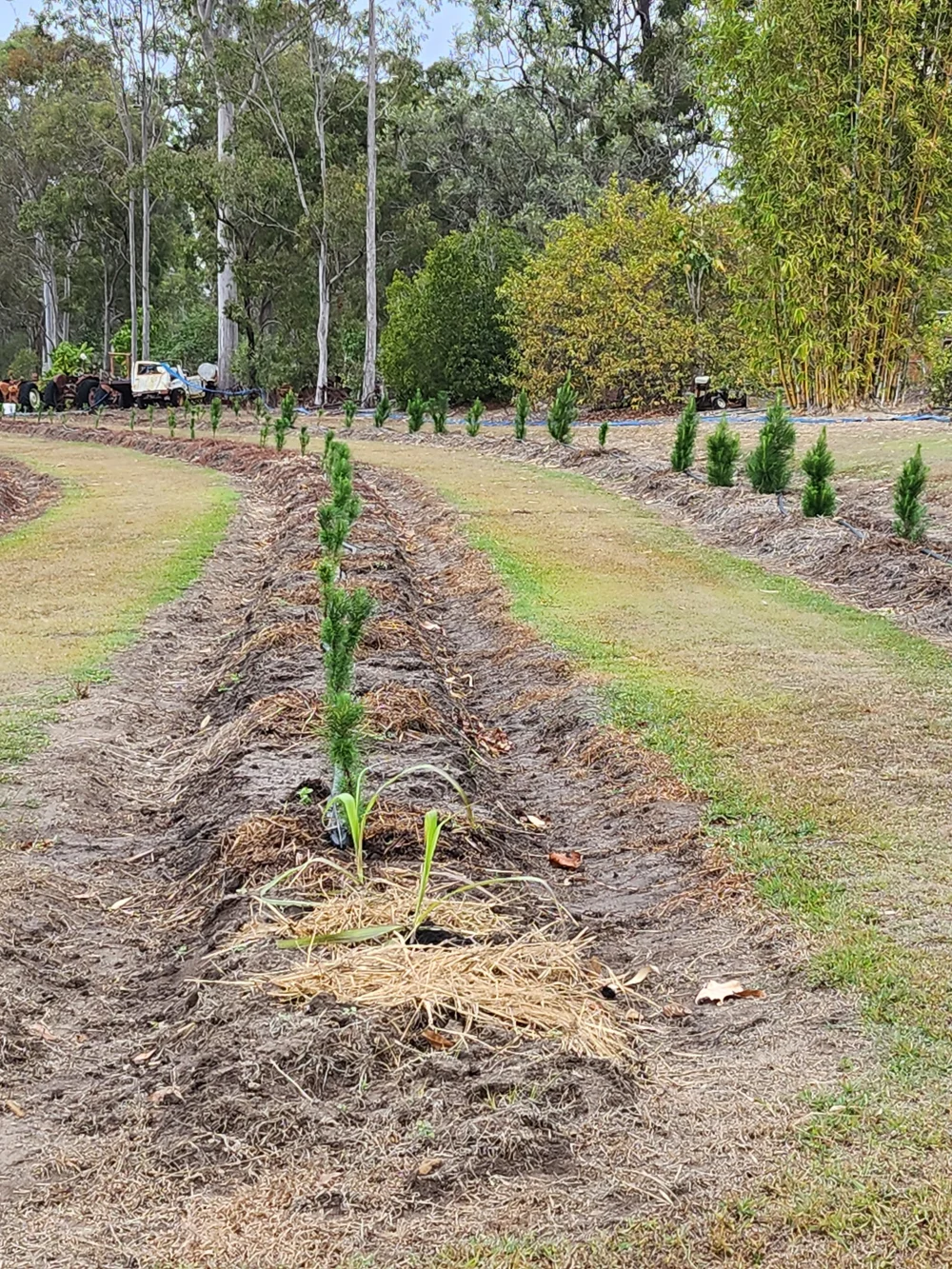 Spruced News — Spruced Christmas Trees