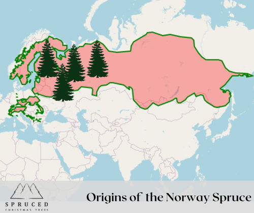 Norway Spruce — Spruced Christmas Trees
