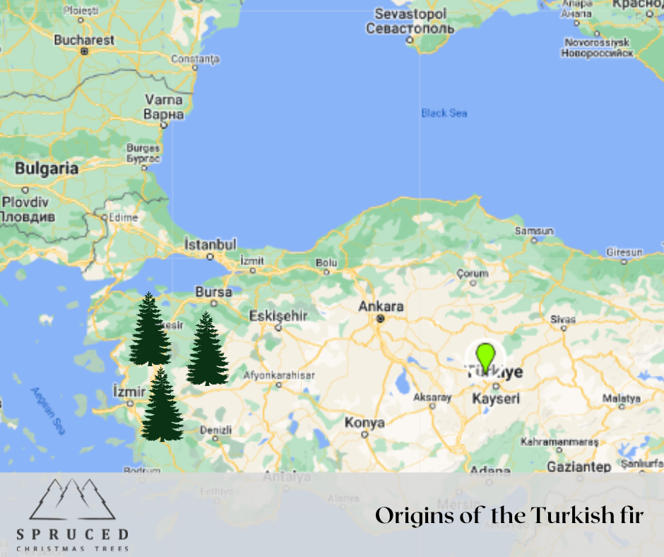 Turkish fir (Bithynian Fir) — Spruced Christmas Trees