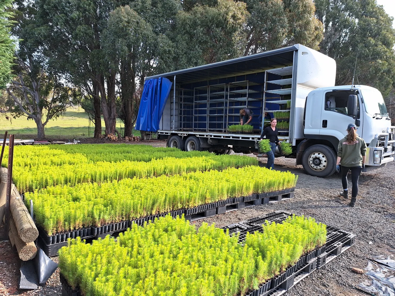 Spruced News — Spruced Christmas Trees