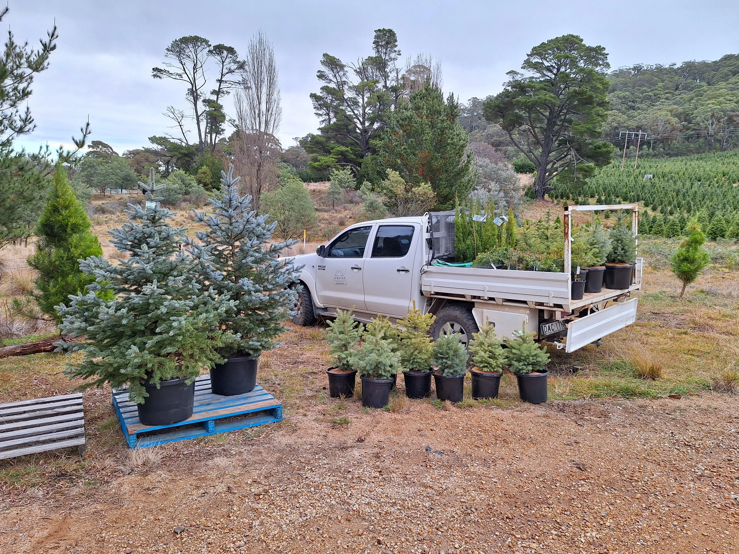 Spruced News — Spruced Christmas Trees