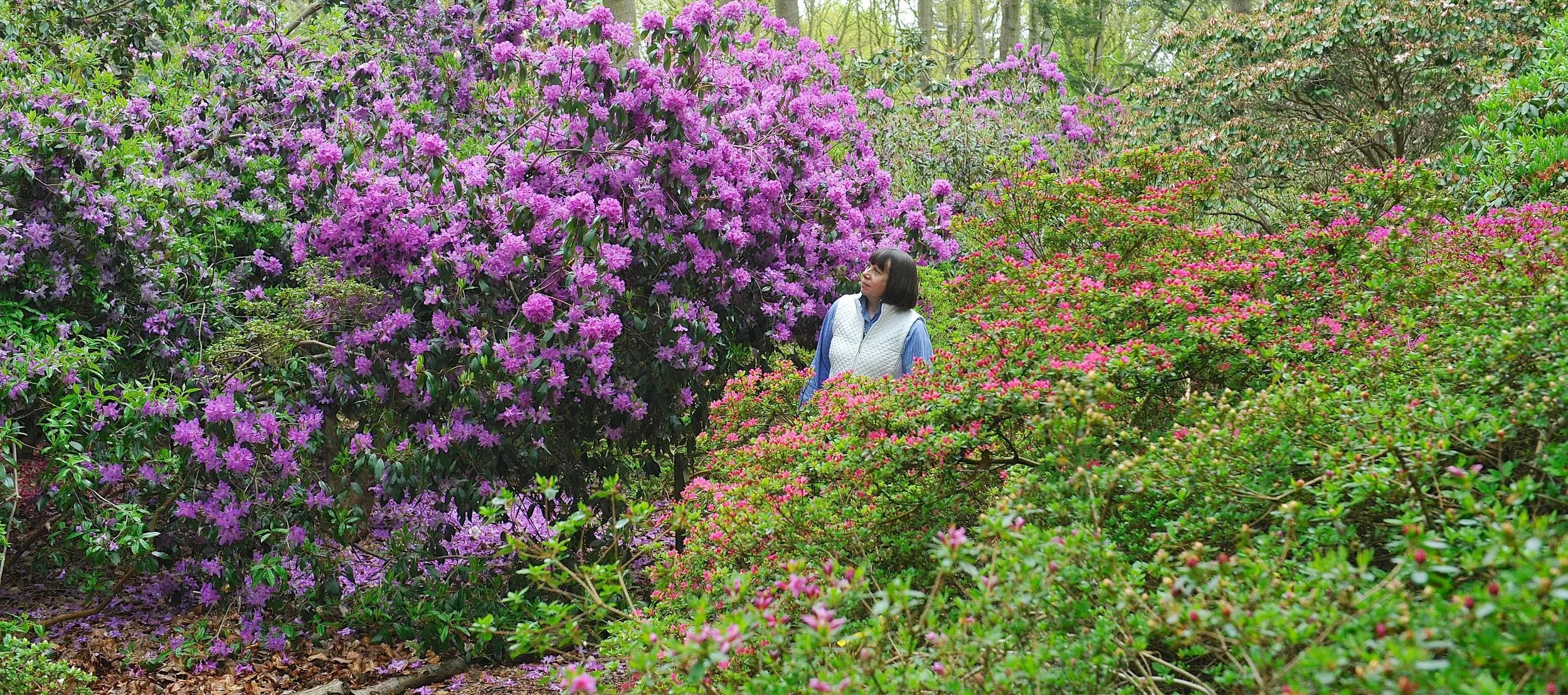 Ray Wood — Yorkshire Arboretum