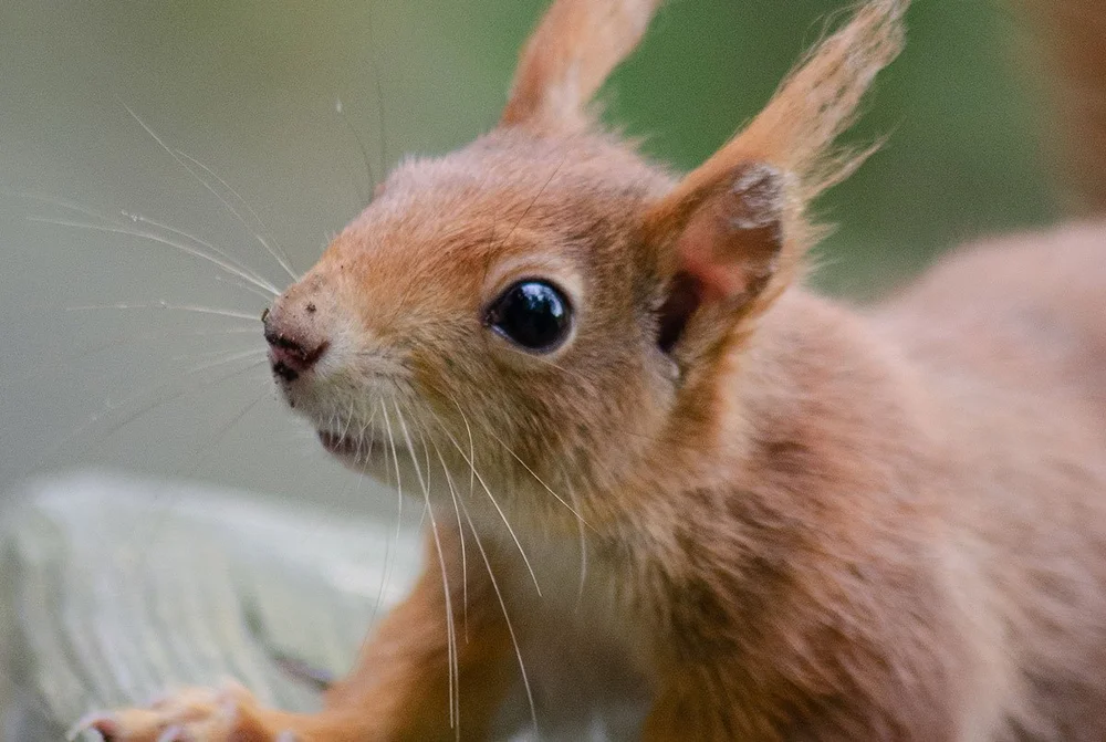 Support Our Red Squirrels — Castle Howard Arboretum