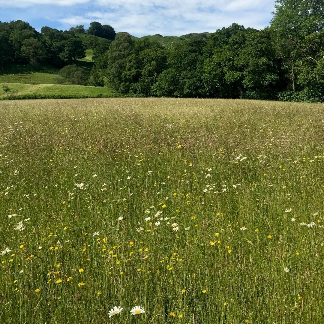Basic Introduction to Grass Identification — Yorkshire Arboretum
