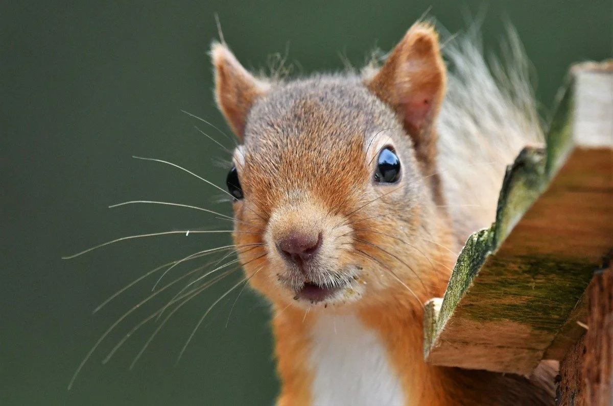 Red Squirrel Awareness week September 30th to October 6th — Yorkshire ...