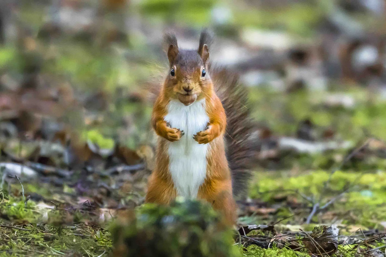 Look Out For Red Squirrels — Yorkshire Arboretum