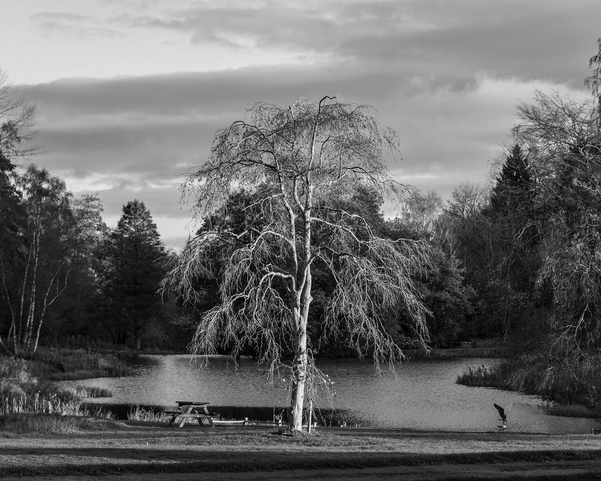 ‘Aether & Wood’ by Mathew Harrison — Yorkshire Arboretum