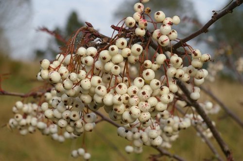 Events Calendar — Yorkshire Arboretum