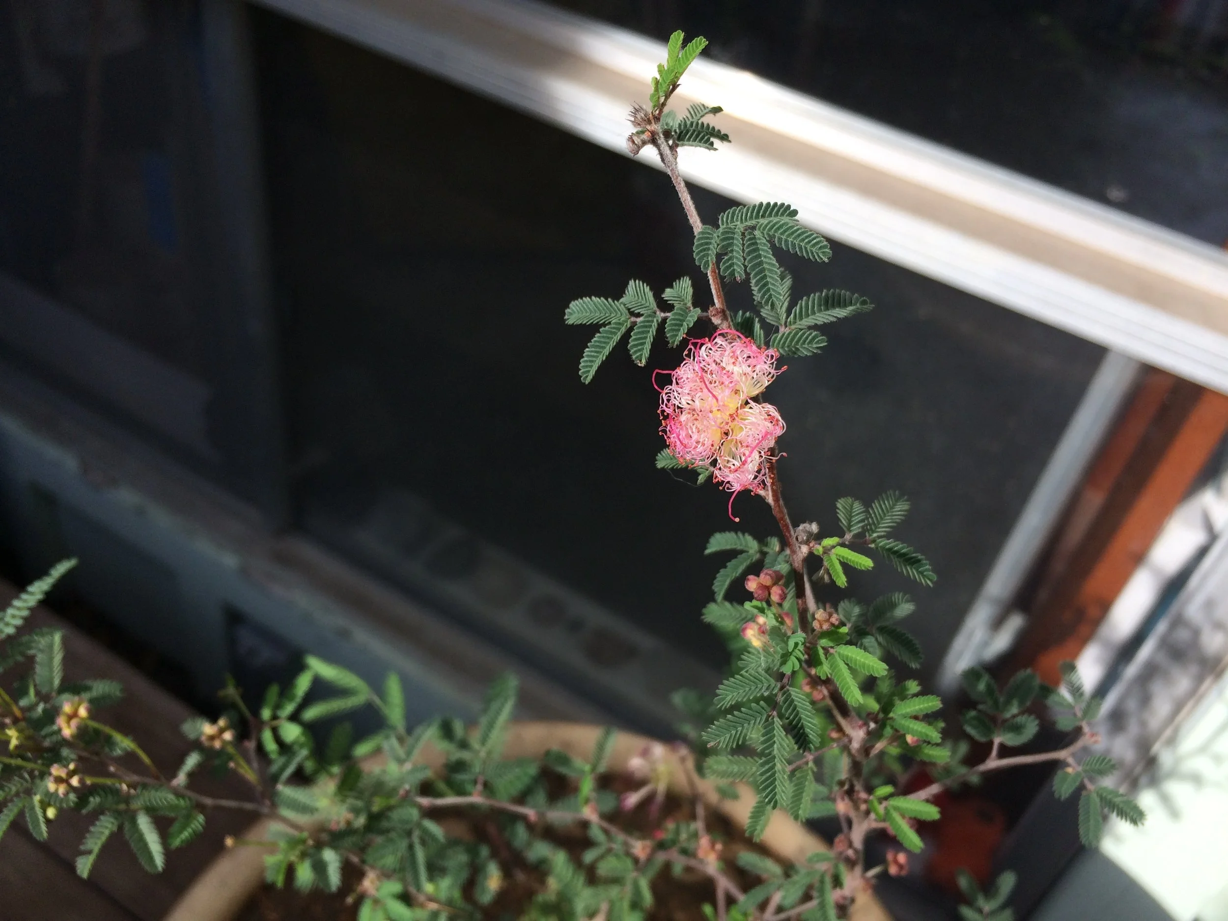 e y e c a t c h i n g — Annie Simpson