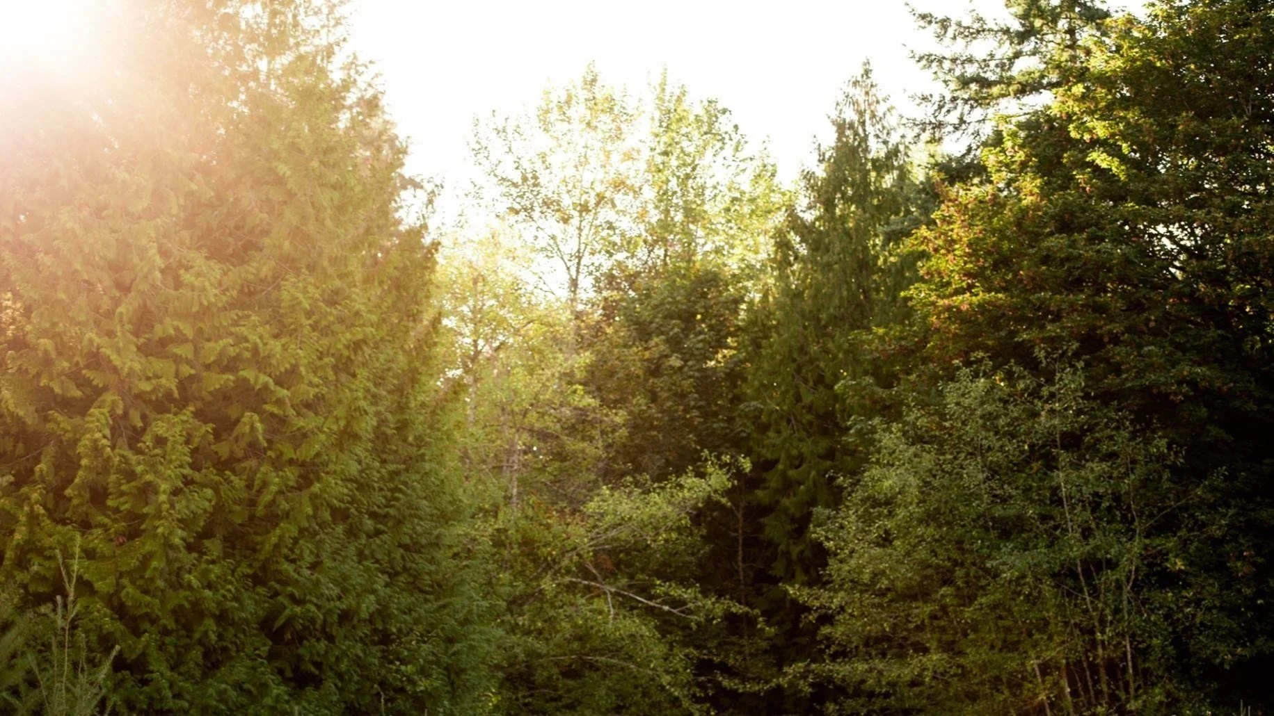 Christmas Tree Farm and Wedding and Event Venues in Issaquah, Washington