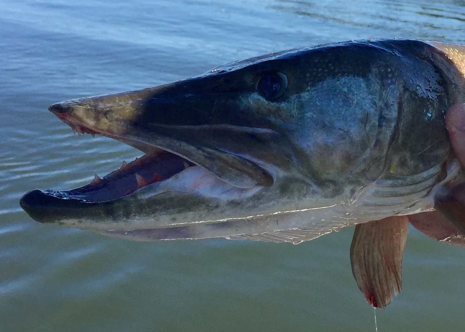 Pike & Musky — Relentless Fly Fishing