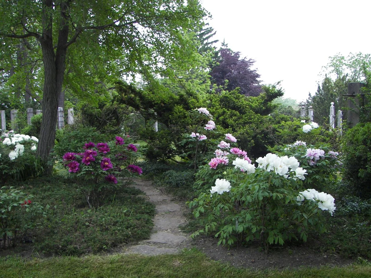 Tree Peony Festival — Linwood Gardens