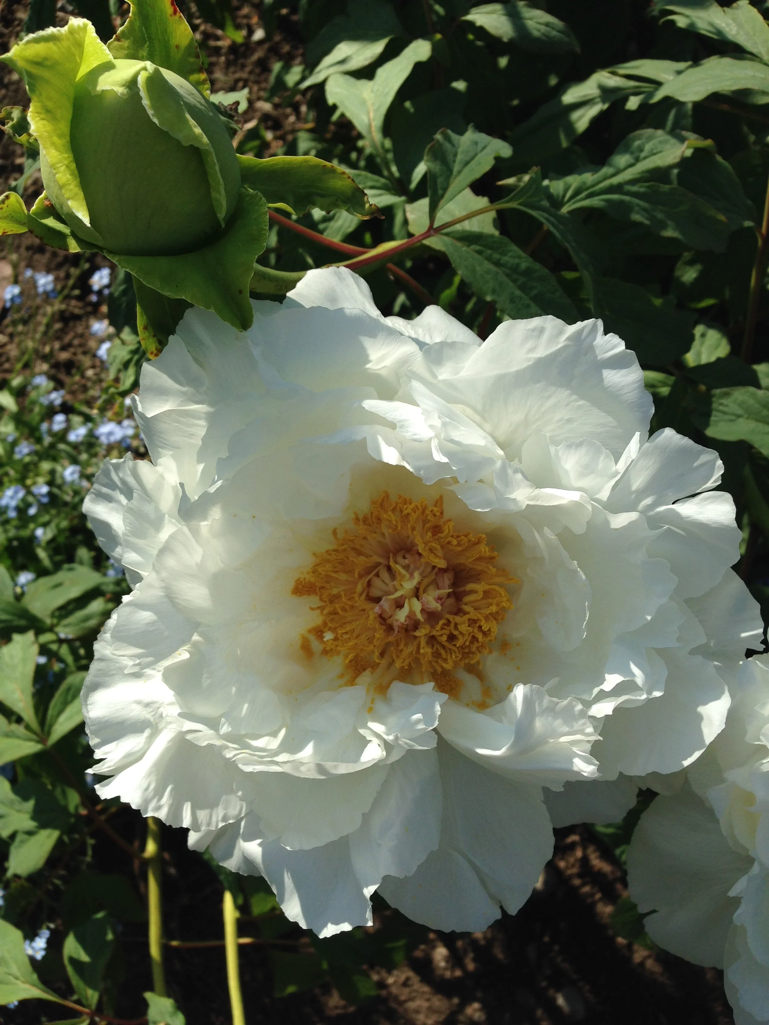 Tree Peony Collection — Linwood Gardens