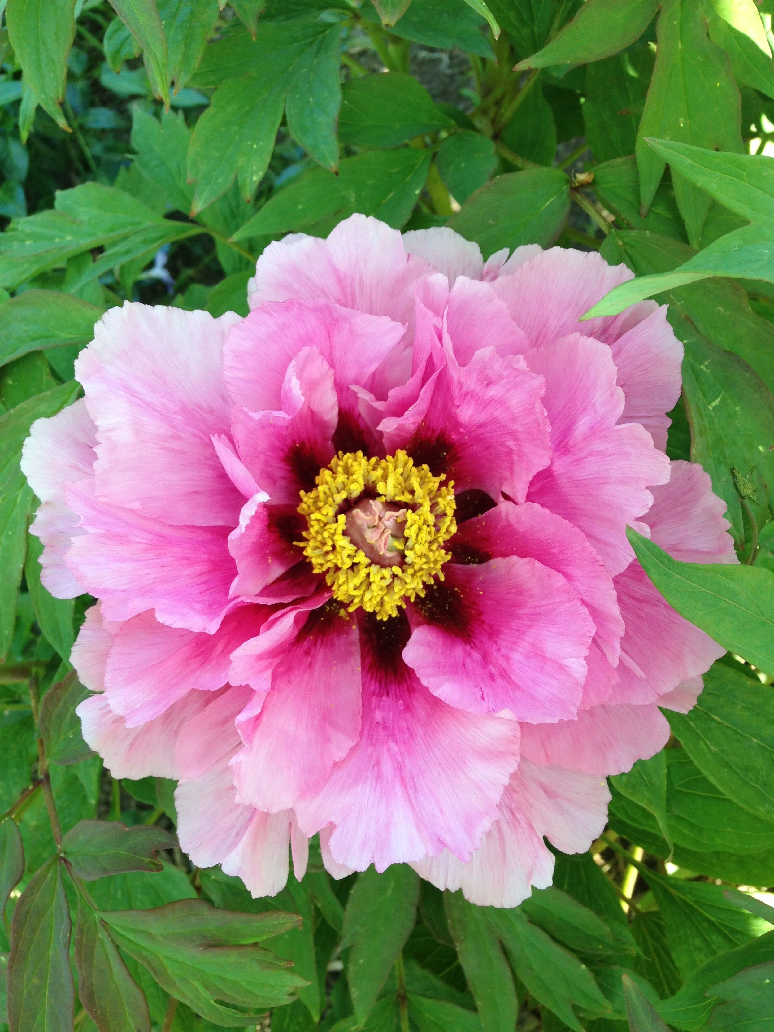 Tree Peony Collection — Linwood Gardens