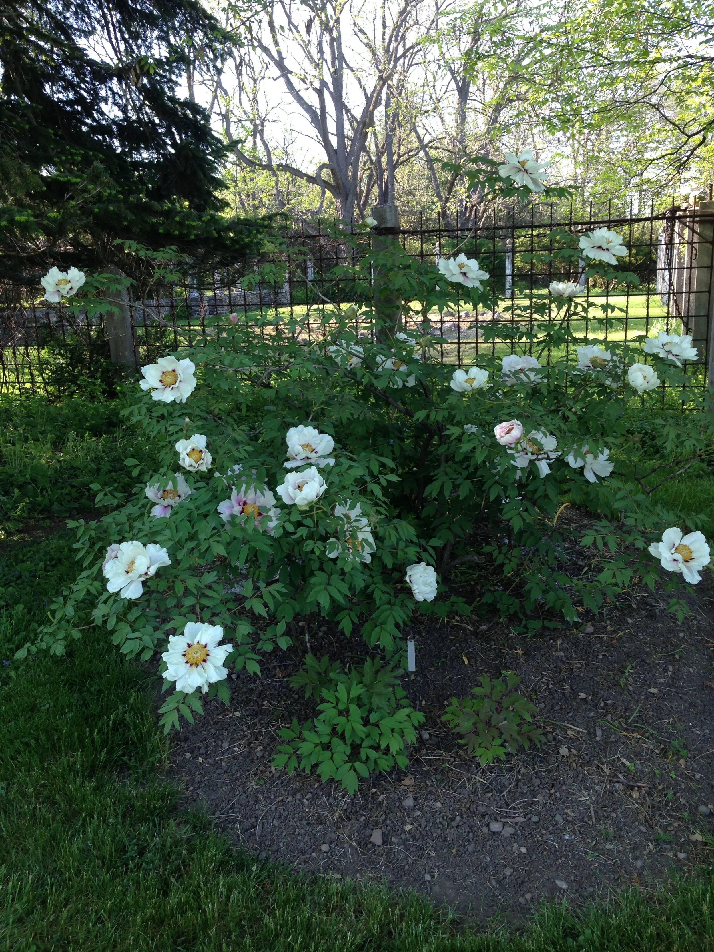 Tree Peony Collection — Linwood Gardens