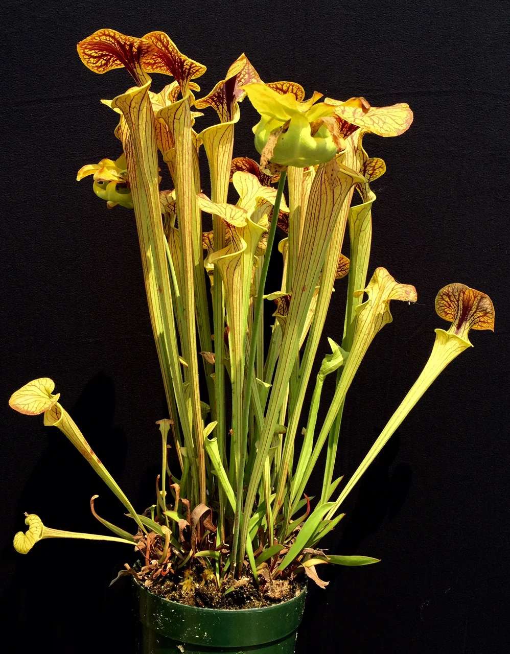 (oreophila 'sand mountain' x flava) — Jerry Addington's Sarracenia ... (oreophila 'sand mountain' x flava) — Jerry Addington's Sarracenia ...