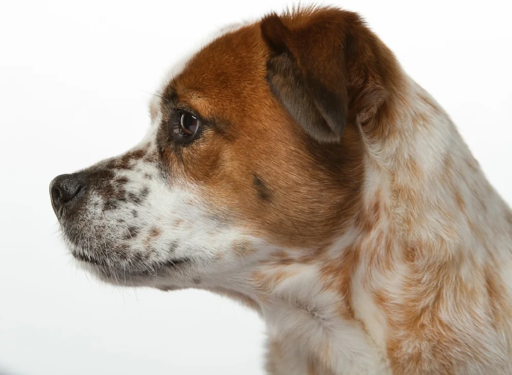 Pet Portrait of Our Amazing Dog Roux