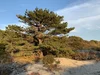 Cape Cod Pitch Pine History and Importance — Provincetown Conservation ...