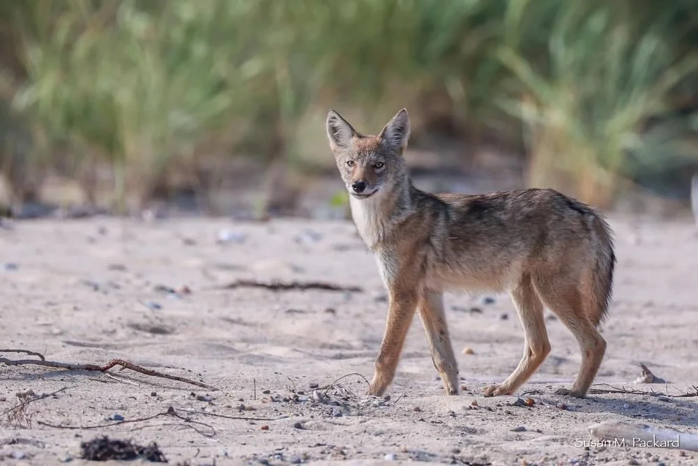 Provincetown Conservation Trust