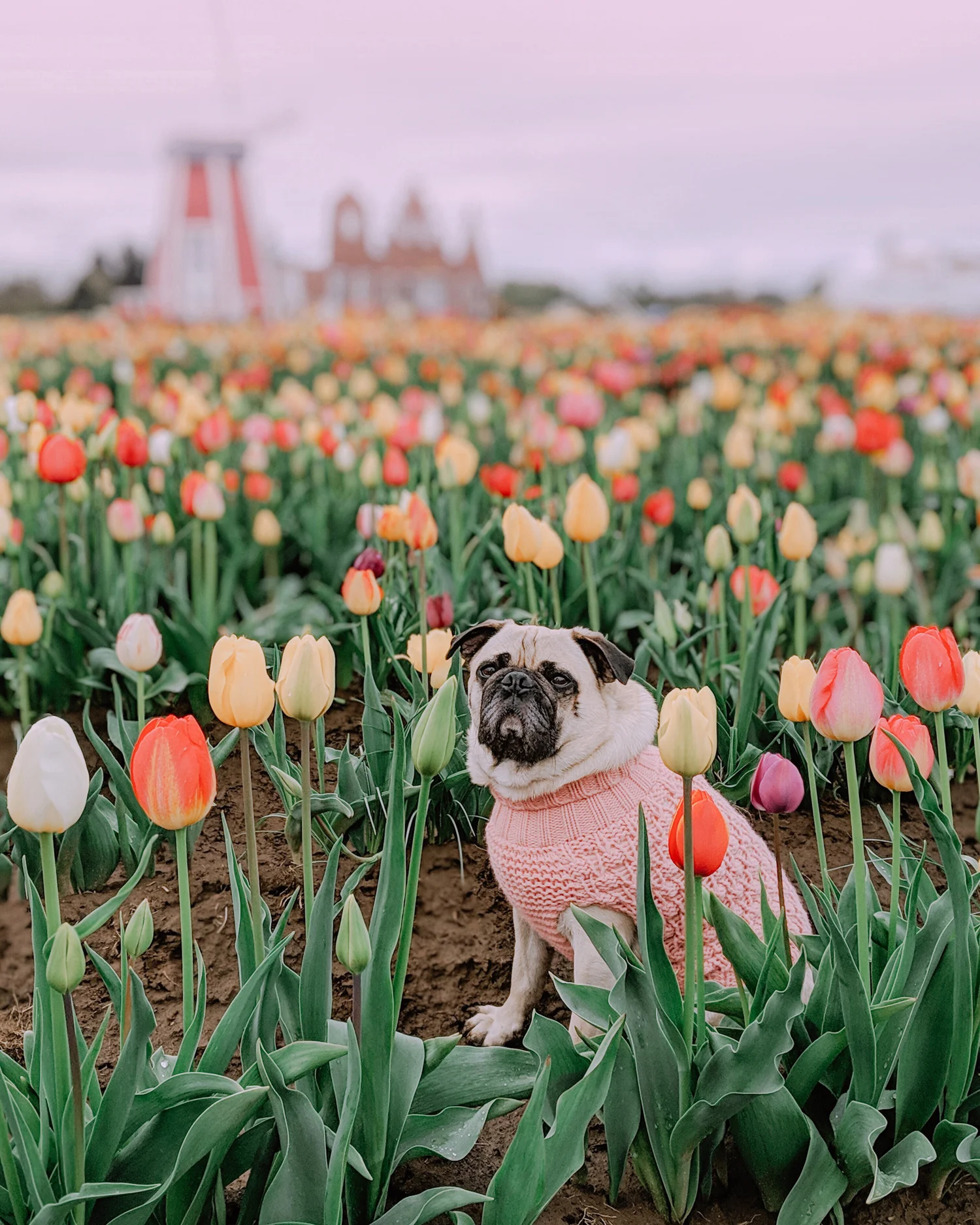 Are Dogs Allowed At The Tulip Festival