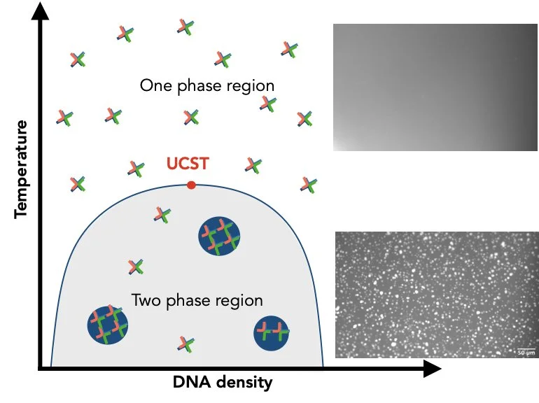 Liquid-liquid Phase Separation — Rogers Lab