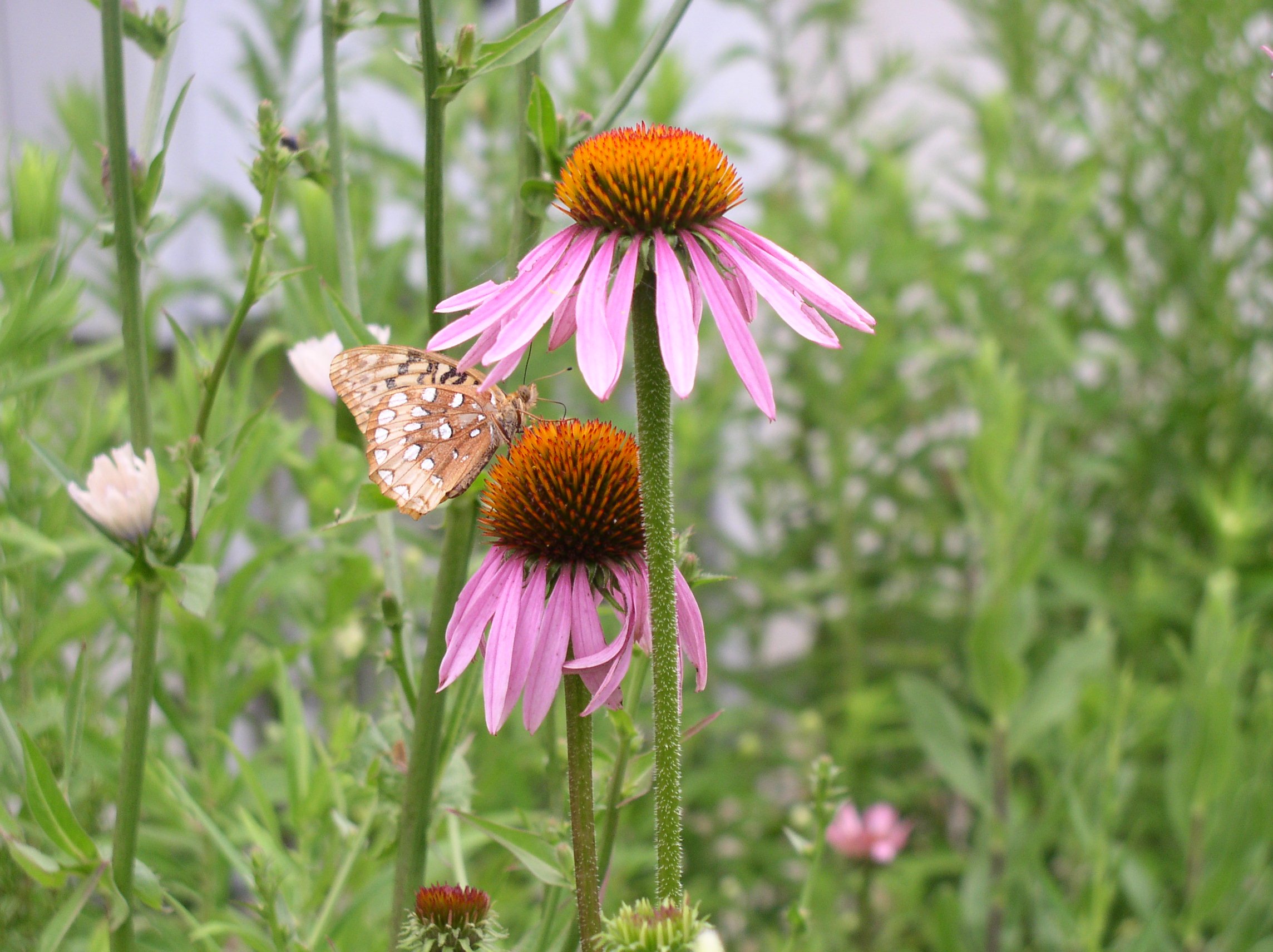 Native Plant Sale — Darke County Park District