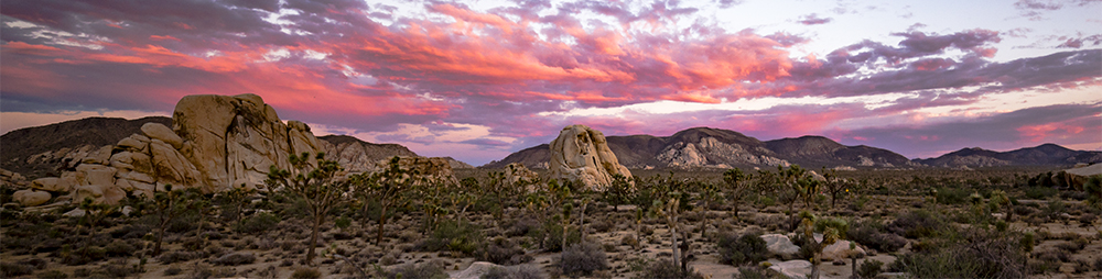 Coyote, the Trickster. — Joshua Tree Visitors Guide Coyote, the Trickster. — Joshua Tree Visitors Guide