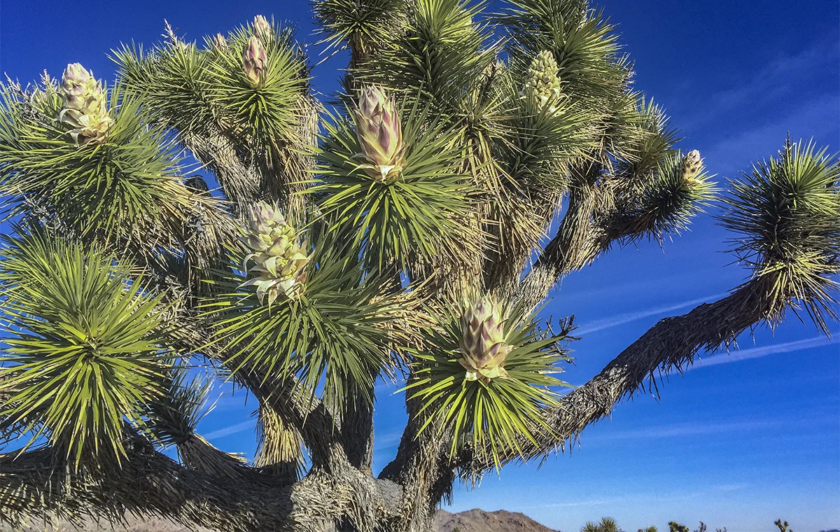 Wildflowers! — Joshua Tree Visitors Guide