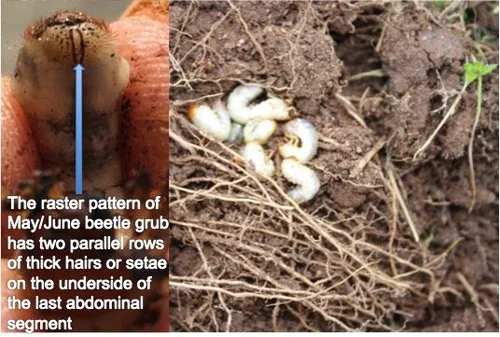 Heterorhabditis bacteriophora: Natural Control for Soil Pests ...