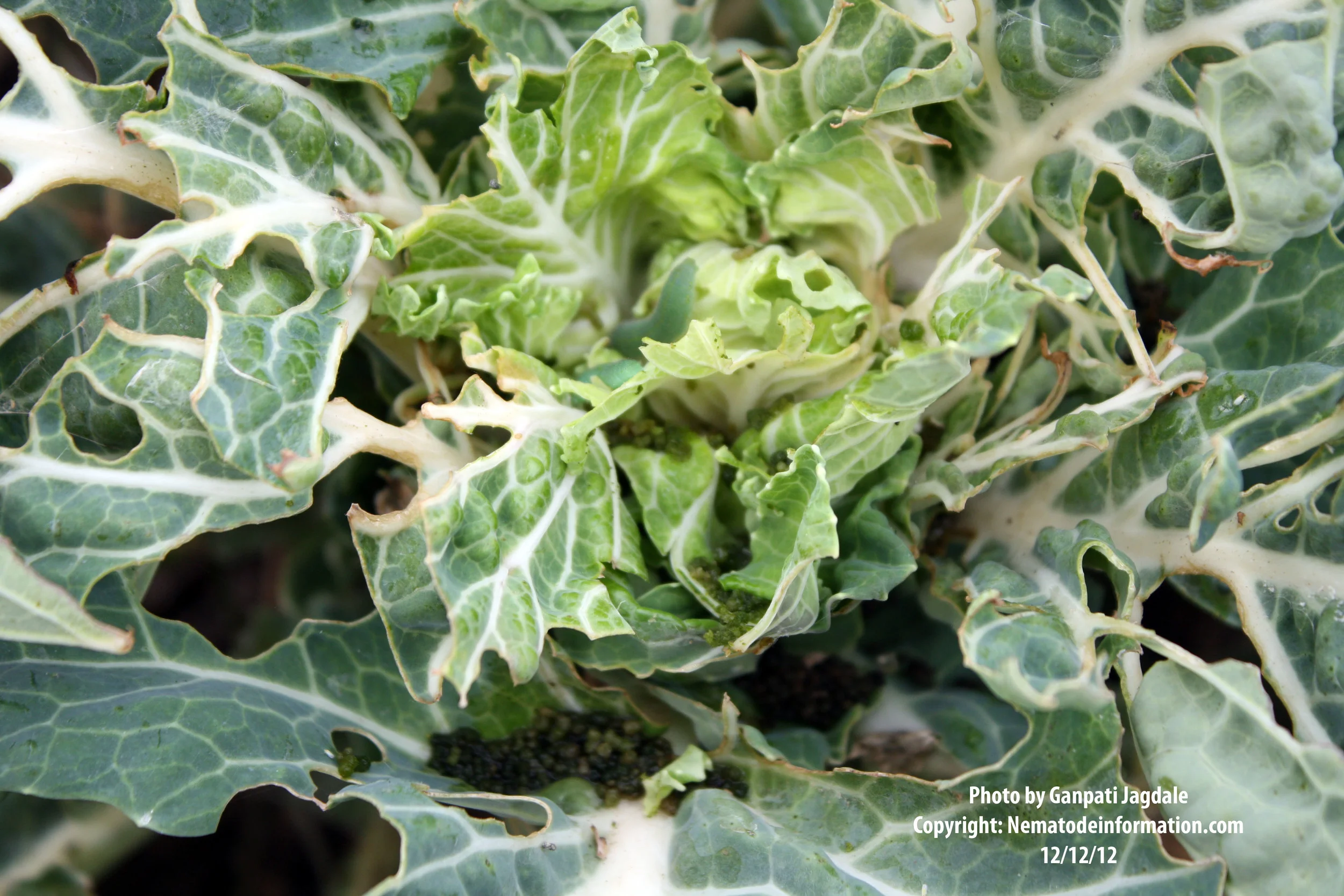 Biological control of cabbage pests with Rhabditis blumi nematode ...