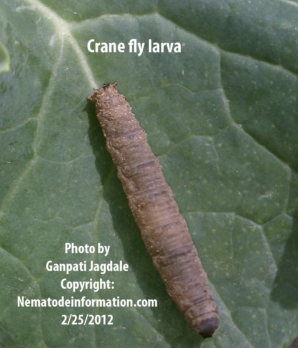 Three beneficial natural enemies for crane fly Tipula paludosa control ...