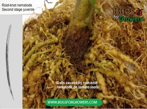 Organic control of plant nematodes with entomopathogenic nematodes ...