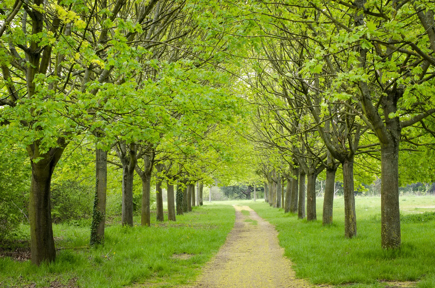 Top 10 Spring Parks in Paris — Aperture Tours