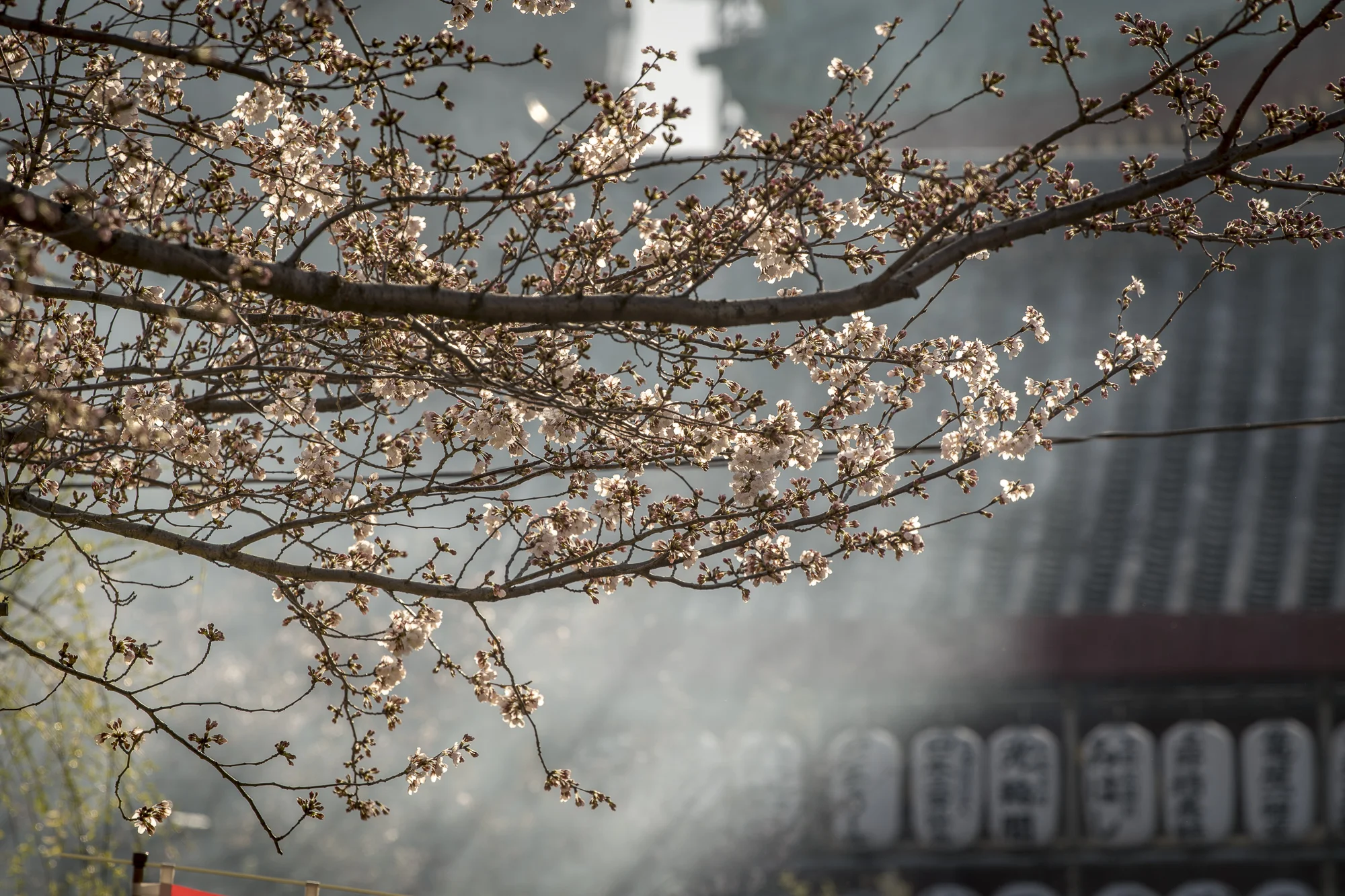 How to photograph Japanese Cherry Blossoms — Aperture Tours