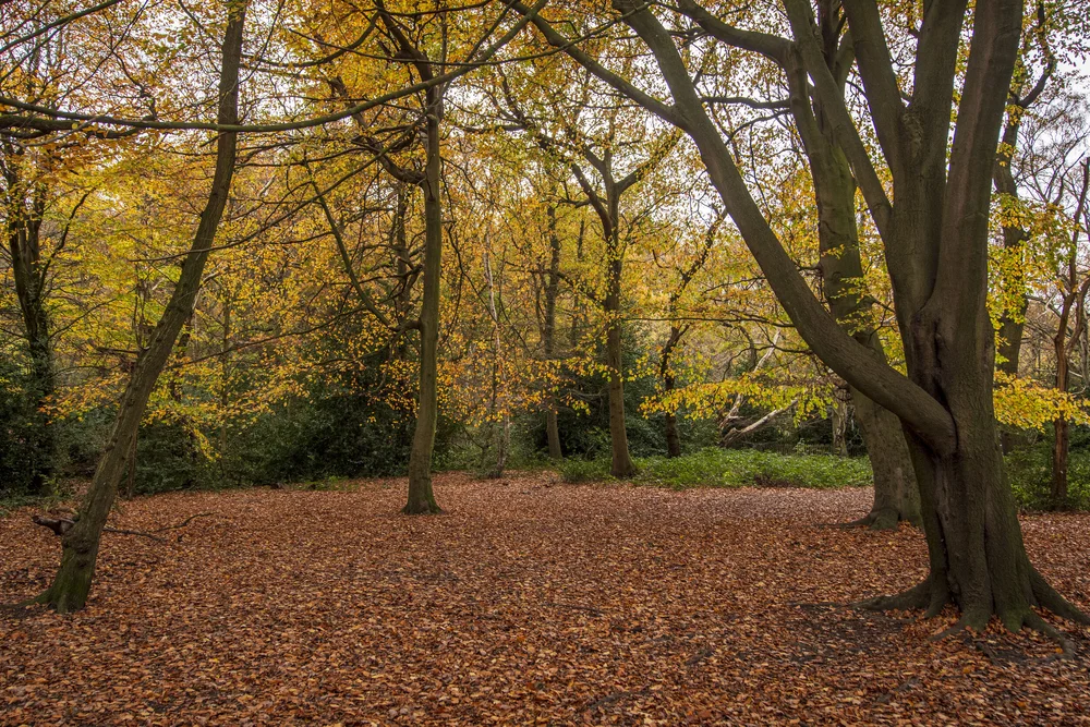 An Autumn Stroll through Hampstead Heath — Aperture Tours