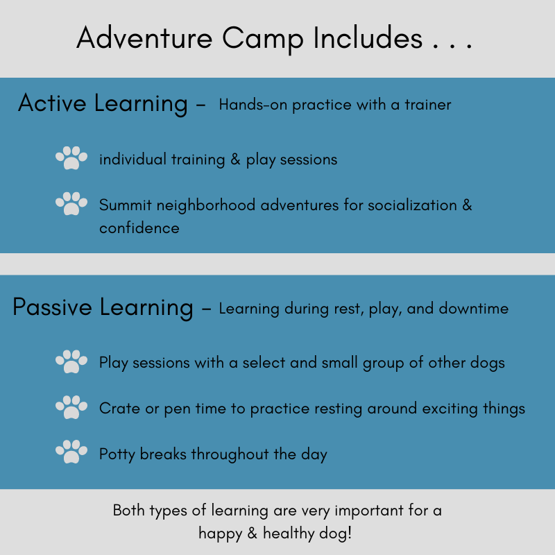 Adventure Camp for Puppies Fort Collins | Summit Dog Training