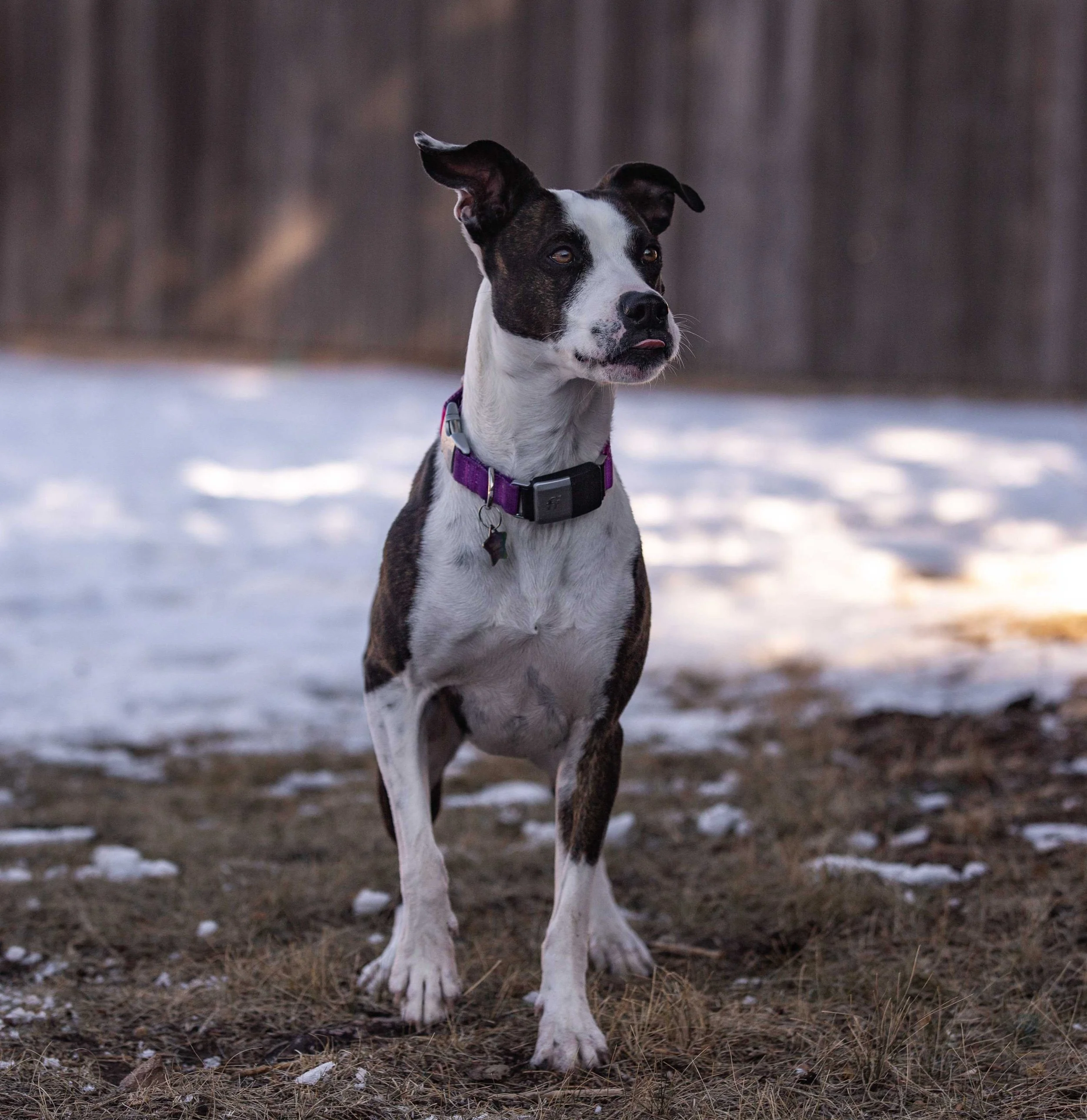 Signs of Stress in Your Dog and How You Can Help